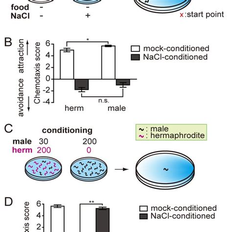 Pdf A Sexually Conditioned Switch Of Chemosensory Behavior In C Elegans