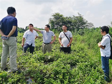 产业扶贫，华森制药在行动 ——种植中药材，打好精准脱贫攻坚战 重庆华森制药股份有限公司 Pharscin Pharma