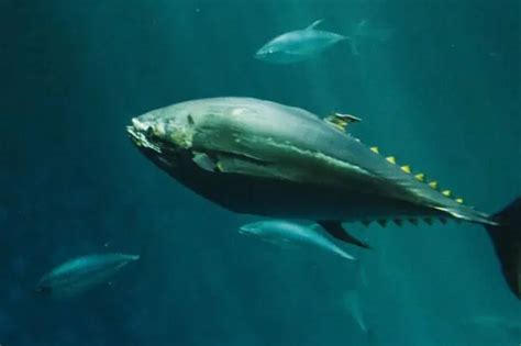 30 Different Types Of Fish Fun Facts And Pictures