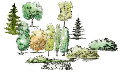 Trees Architectural Trees Landscape Sketch Drawings