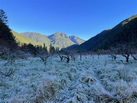 武陵農場地面、山茶花結霜 銀白世界美麗夢幻樂活 僑務電子報