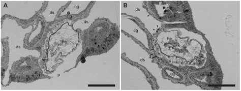 A The Hydroid Stolon Lies Within A Cavity Of The Coral Colony