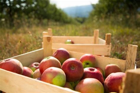 Quest Ce Que La Permaculture Définition Avantages Et Inconvénients