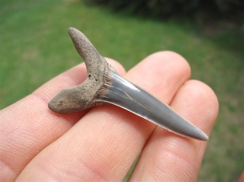Rare Cretaceous Goblin Shark Tooth Recently Sold Fossils