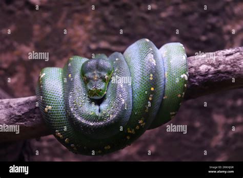 Closed Up Picture Of Green Tree Python Rolling On A Tree Trunk Stock