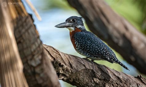 Giant Kingfisher Ron Pfister Photography