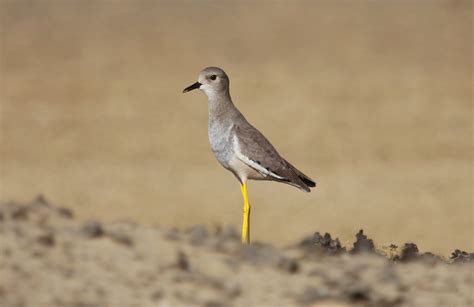 White Tailed Lapwing Wader Quest