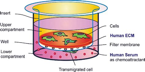 Schematic Representation Of The Modified Transwell Assay System For Download Scientific Diagram