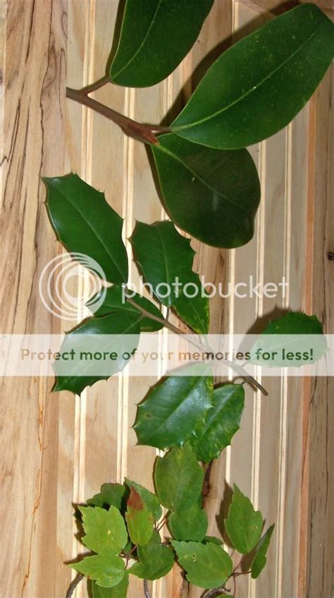 North Florida Tree Identification Lumberjocks Woodworking Forum