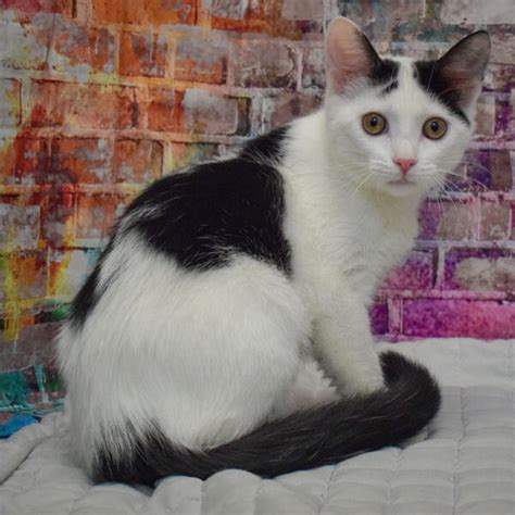 Wendolene Animal House Shelter