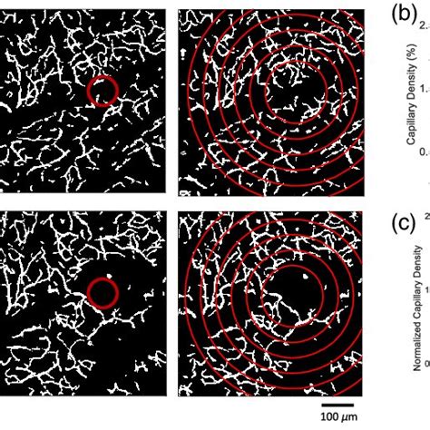 A Example Schematic Of Vascular Segmentation In The Optimized