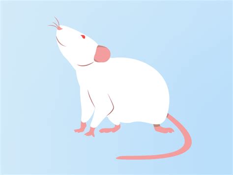 Rats Vector Illustration By Daria Kondratovich On Dribbble