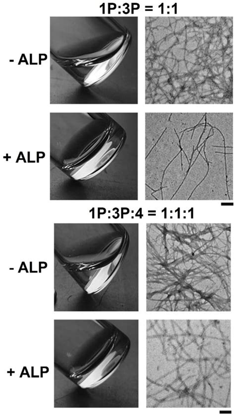 An Exploration Of Multiple Component Peptide Assemblies By Enzyme‐instructed Self‐assembly Shy