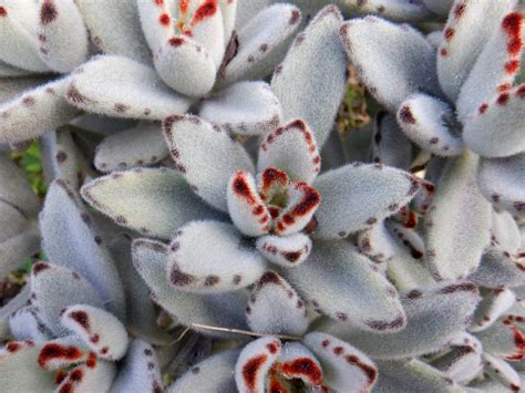 60000 Free Fuzzy Texture And Texture Images Pixabay