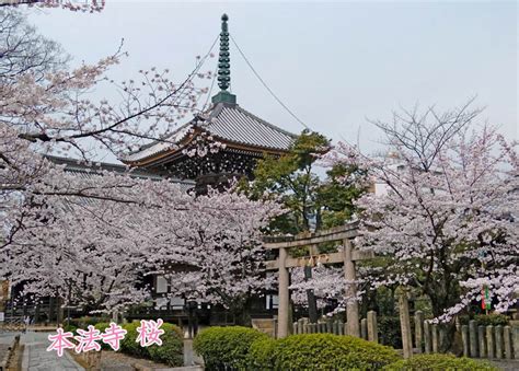 本法寺の桜京都