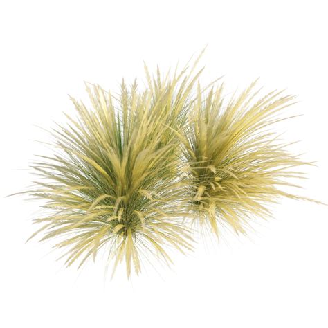 Mexican Feather Grass 3d Model 33 Max Obj Free3d