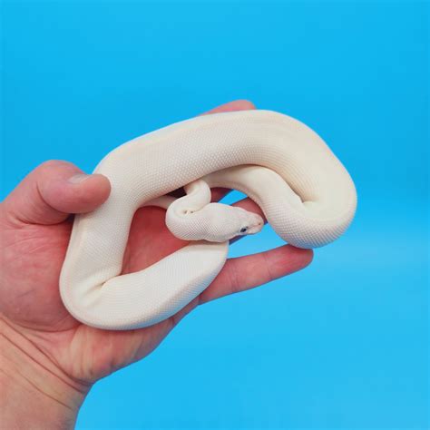 Male Blue Eye Lucy Geeky Gecko Creations