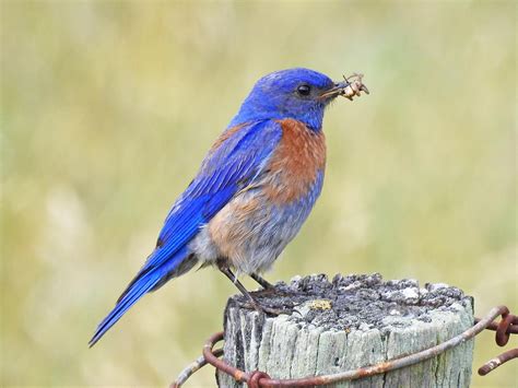 Noise And Light Pollution From Humans Alter Bird Reproduction Climate