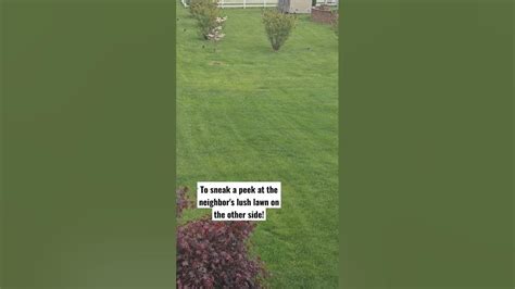 Why Did The Jealous Neighbor Cross The Road Lawncare Greengrass