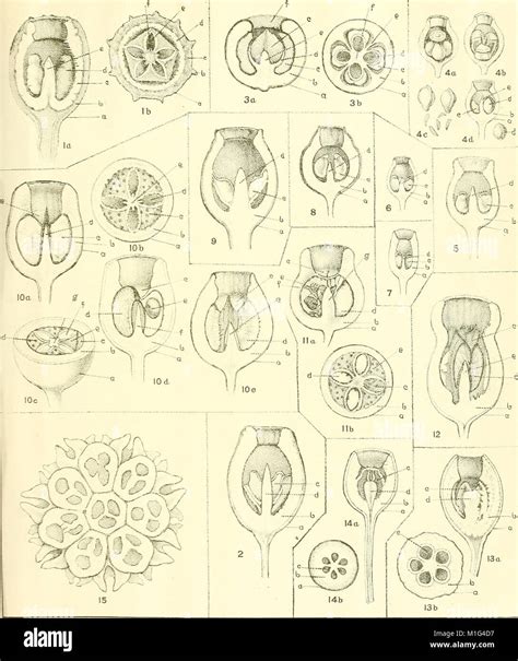 A Critical Revision Of The Genus Eucalyptus 1903 20525562579 Stock