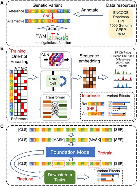 Frontiers De Novo Prediction Of Functional Effects Of Genetic Variants From Dna Sequences