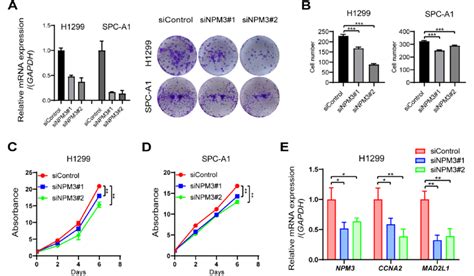 Npm3 Knockdown Inhibits Proliferation Of Luad Cells A Cell Clone