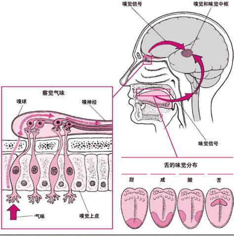 鼻粘膜位置图片 鼻粘膜在哪 伤感说说吧