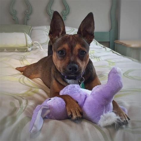 Adopt Sue On Petfinder Rat Terrier Mix Rat Terriers Terrier Rescue