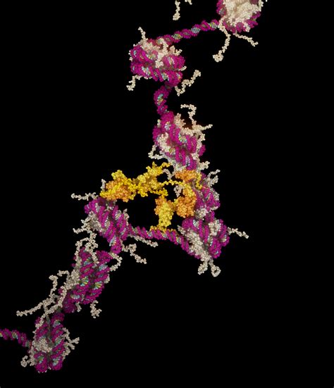 Cracking The Code Unravelling How Mutant Protein Drives Cancer Growth Scimex