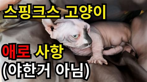 스핑크스 고양이 세 마리를 키우고 벌어진 일 Youtube