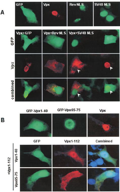 Armant Is Ill With Pseudorabies