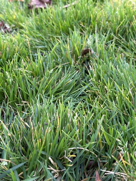 Grass Identification Central North Carolina Usa Stays Green Year