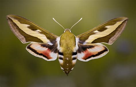 Hyles Gallii X3 Hyles Gallii Lipikinis Sf Flickr