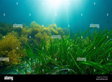 Seagrass And Seaweed With Sunlight Underwater In The Atlantic Ocean