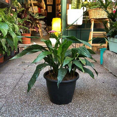 Alocasia Oreja De Elefante Gardém