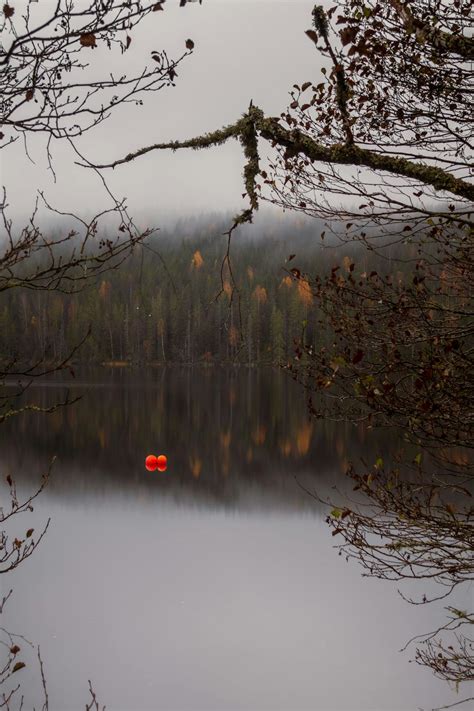 가을 가을 색 가을 숲 가지 거울 같은 표면 경치 경치가 좋은 계절 계절의 변화 고립된 고요한 고요한 호수 고요함 광야 나무 단풍 명상적인 물