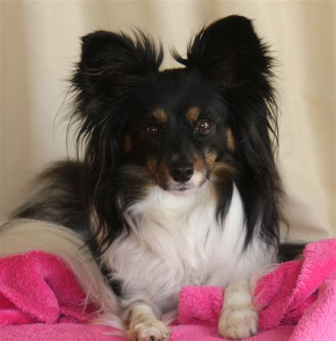 Pixie My Shadow Pixie Furry Animals