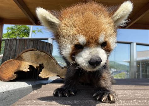 周南市徳山動物園公式 On Twitter ただいま換毛期。 毛がごそっと抜けるため、この時期限定耳が大きい大きく見える風花です
