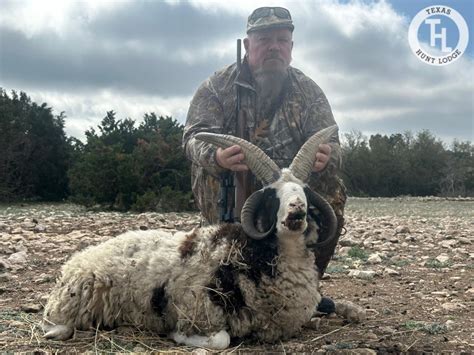 4 Horned Jacob Sheep Hunting Gallery Archives Texas Hunt Lodge