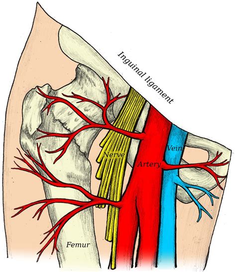 Anatomia Da Veia Femoral Braincp