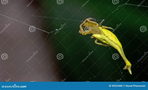 Beautiful Scorpion Tailed Spider On Cobweb Jumping Spider In Thailand