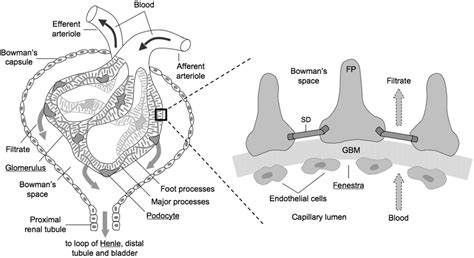 Podocytes Are Highly Specialized Cells Within The Glomerulus That Are