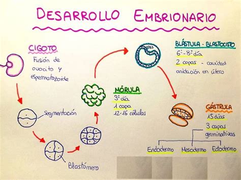 Mapa Conceptual Del Desarrollo Embrionario Del Ser Humano Images The