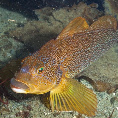 Borneo Island Awaken To A Different World Kelp Greenling Hexagrammos