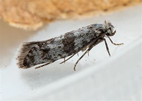 Scythropiidae Norfolk Micro Moths The Micro Moths Of Norfolk