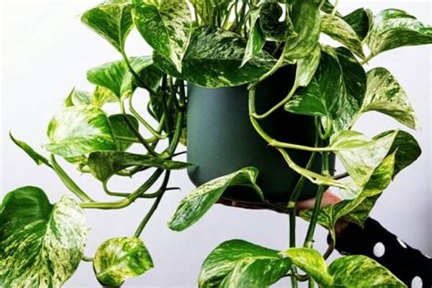 8 Compact Plants Ideal For Small Apartments Jay Scotts Collection