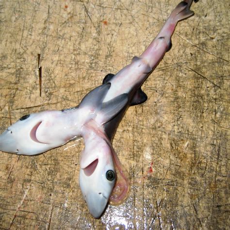 Real Two Headed Shark