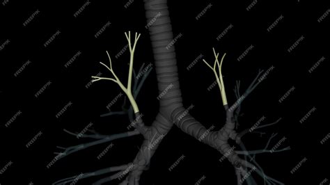 Premium Photo The Apical Segmental Bronchus Is The Most Superior