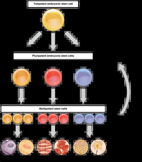 Different Types Stem Cells Understanding Stem Cell Research Ucla