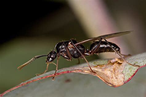 The Cool Science Dad Flying Ants